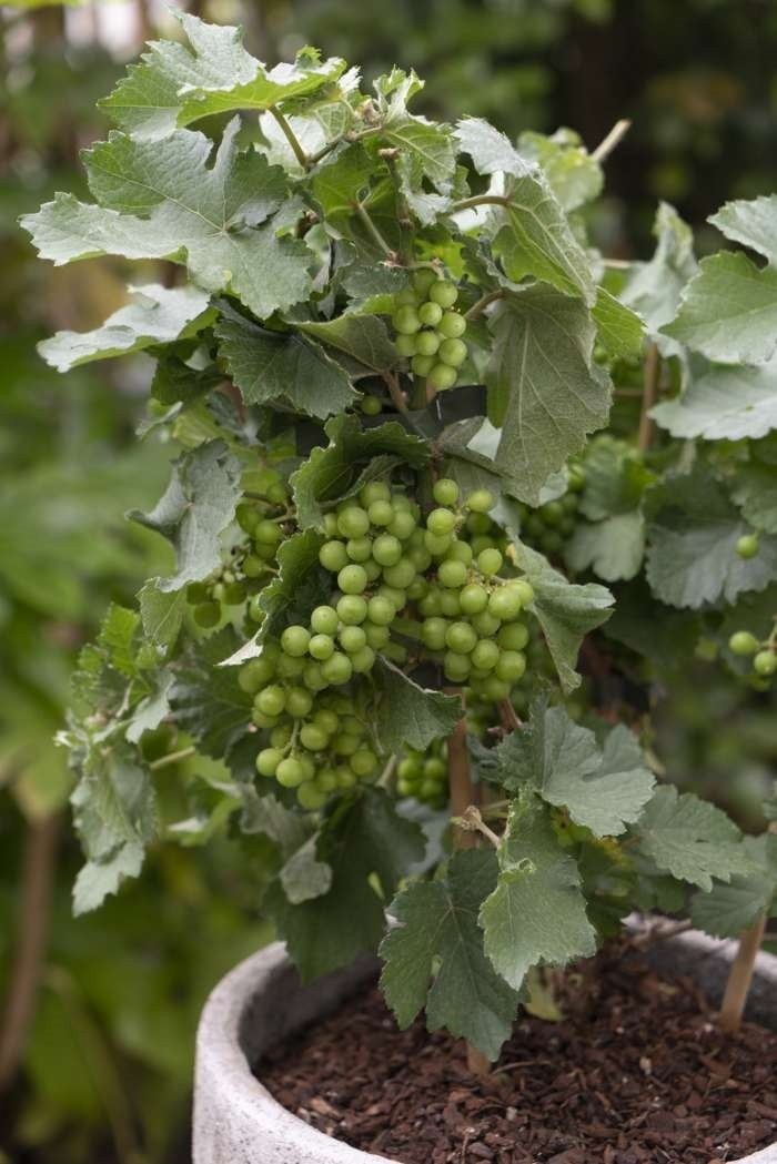 Dwarf Grape Vine - Vitis Pixie - Riesling