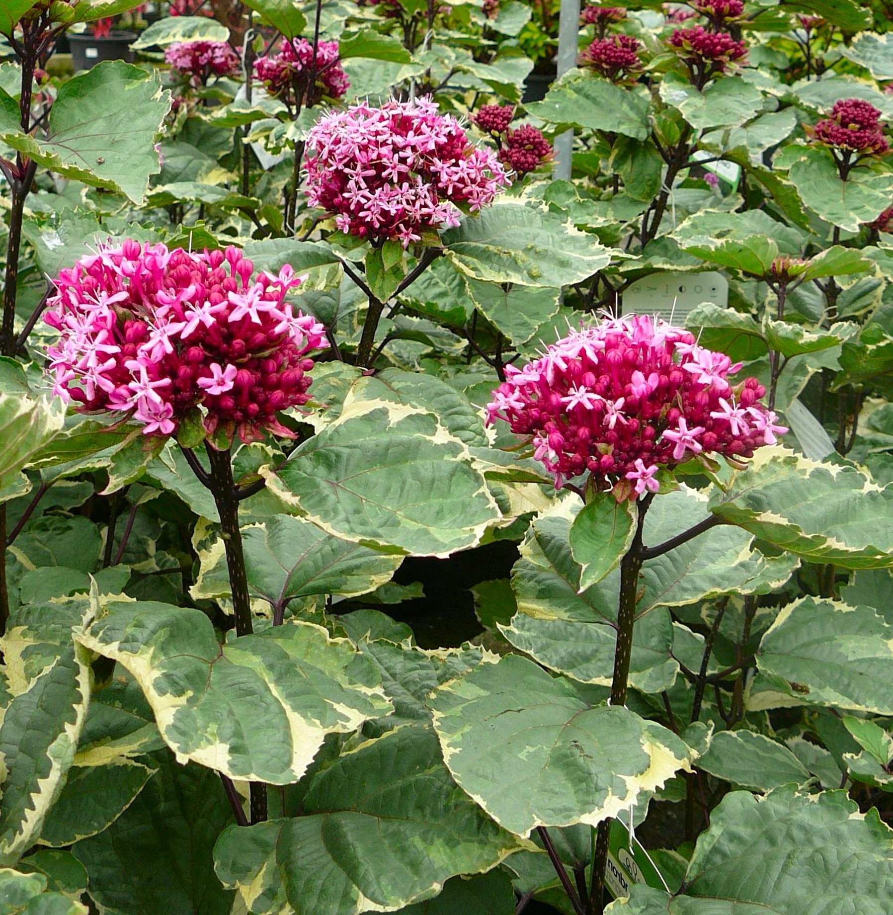 Clerodendrum bungei Pink Diamond