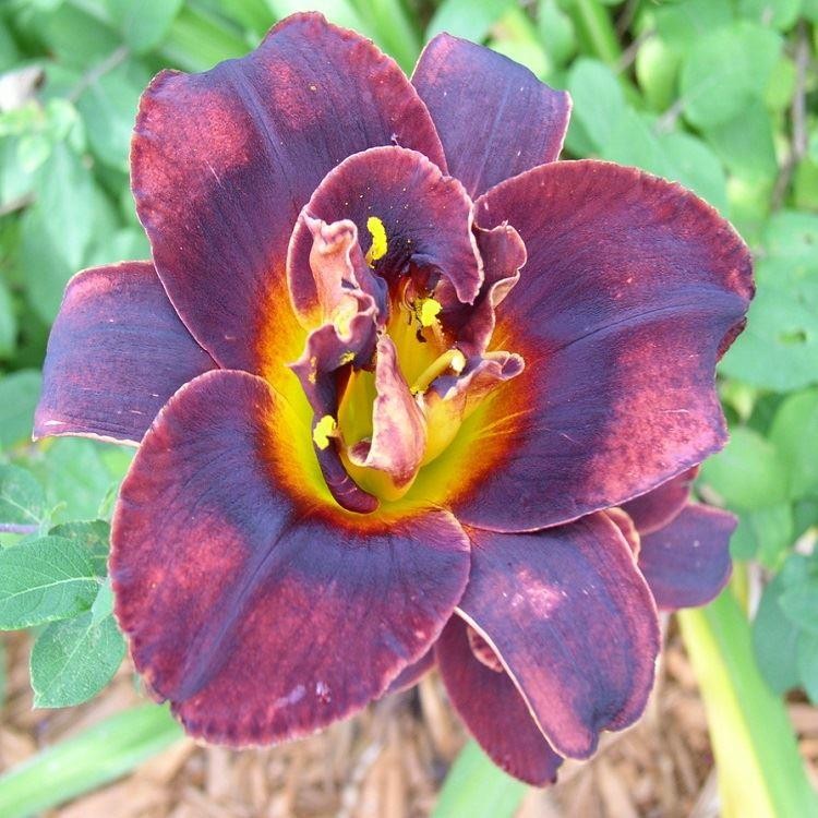 Hemerocallis Voodoo Dancer - Daylily