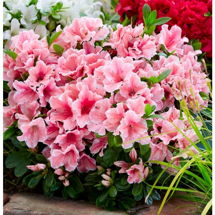 Azalea Rhododendron Encore 'Sunburst'