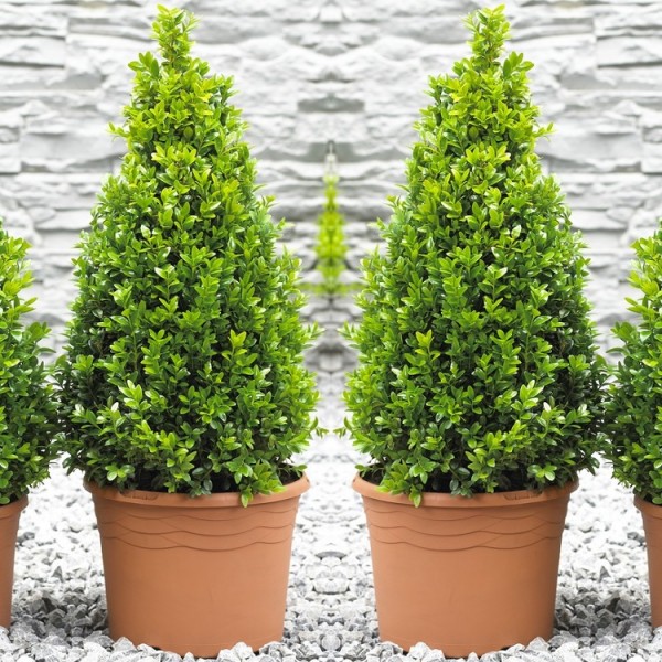 Gardening Express - Buxus
