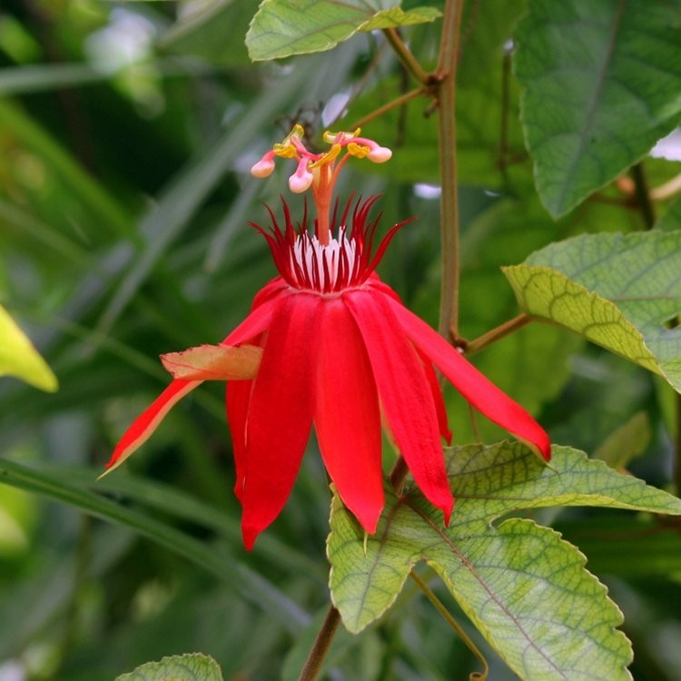 Passion Flower Vitifolia Passiflora Scarlet Crimson Perfumed Red 1454