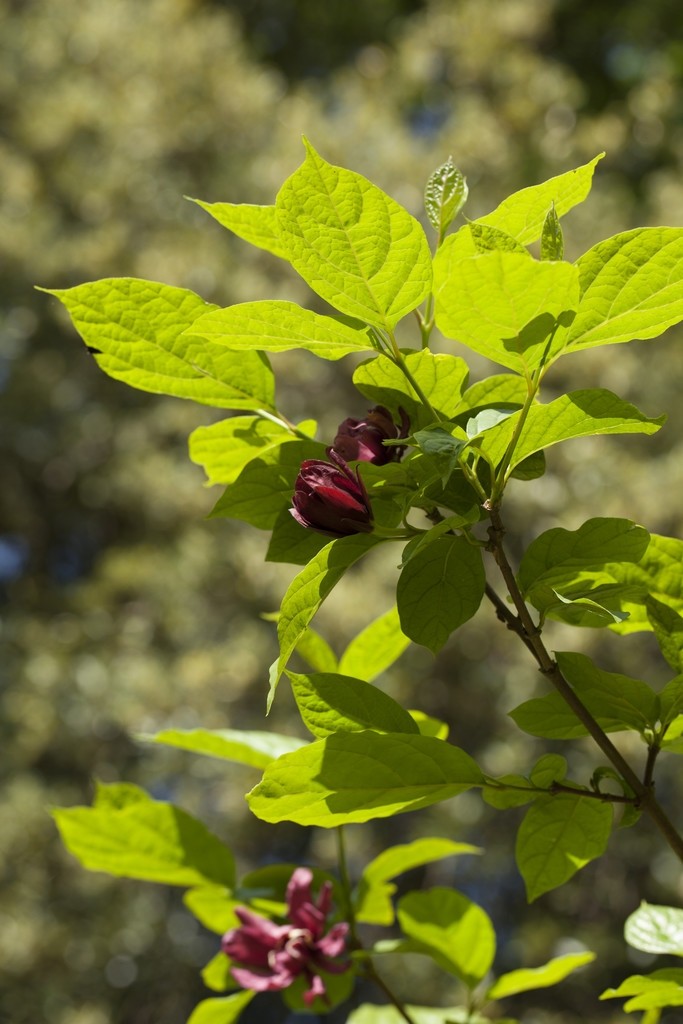 Calycanthus Hartlage Wine - Carolina allspice