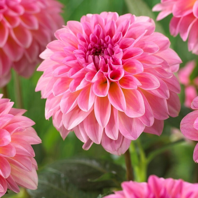 Dahlia Esli - Pack of THREE