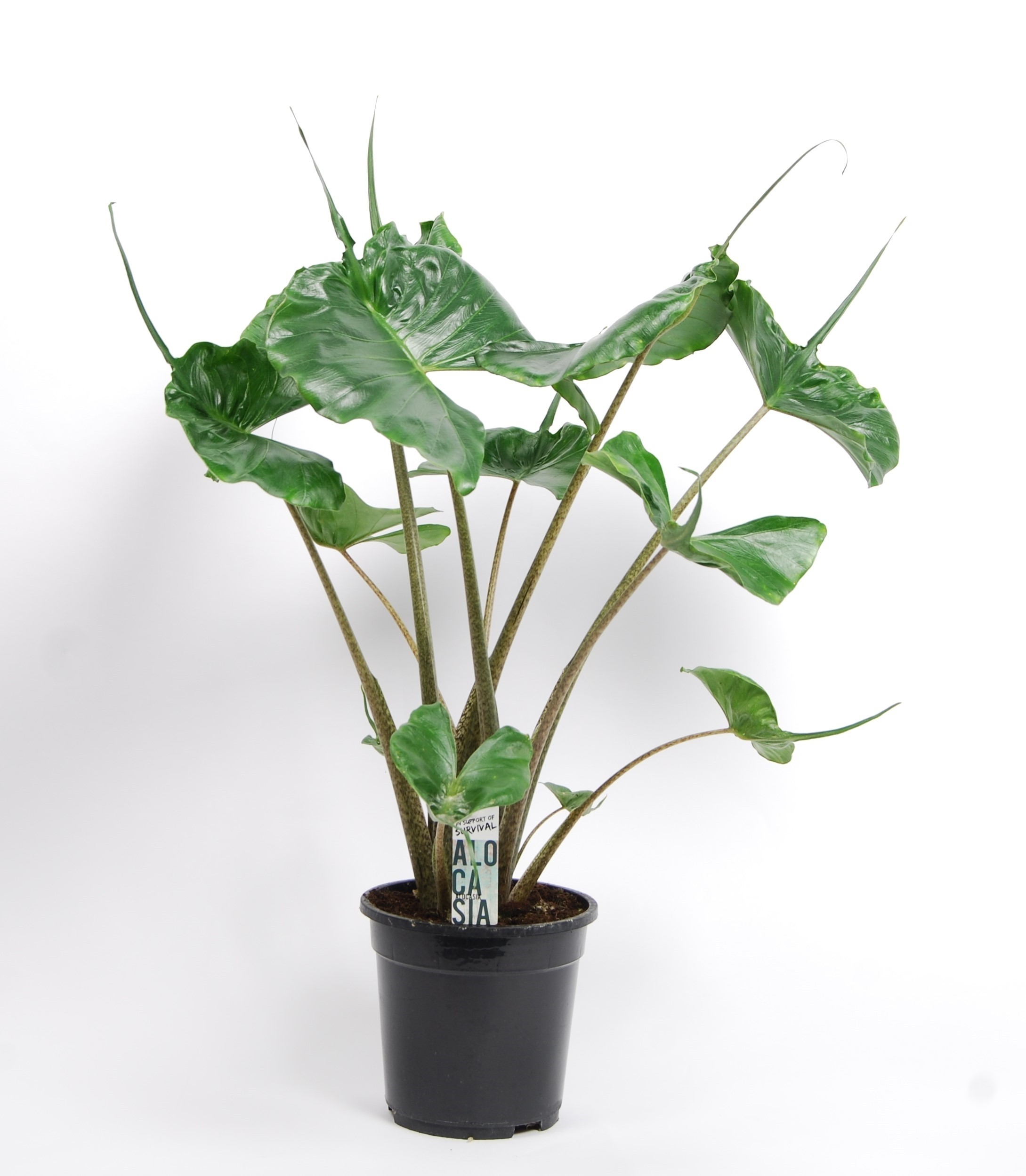 Rare Stingray Plant - Alocasia - Elephant Ears