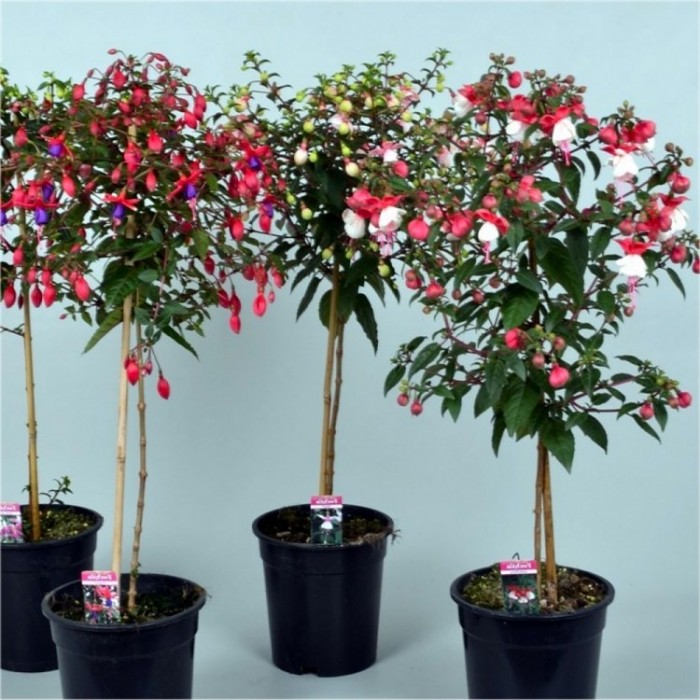 Patio Fuchsia Tree 'Lucky Dip' - End of Season Clearance