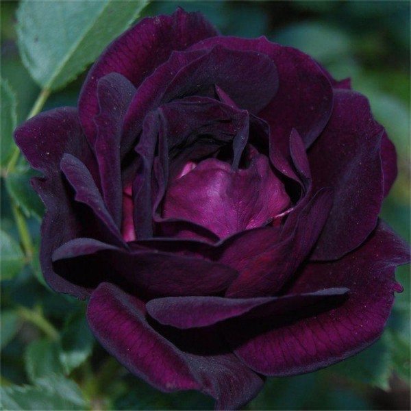 Midnight Blue Rose Bush