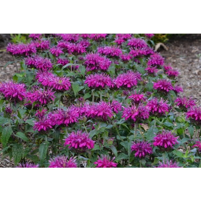 Monarda Blue Stocking