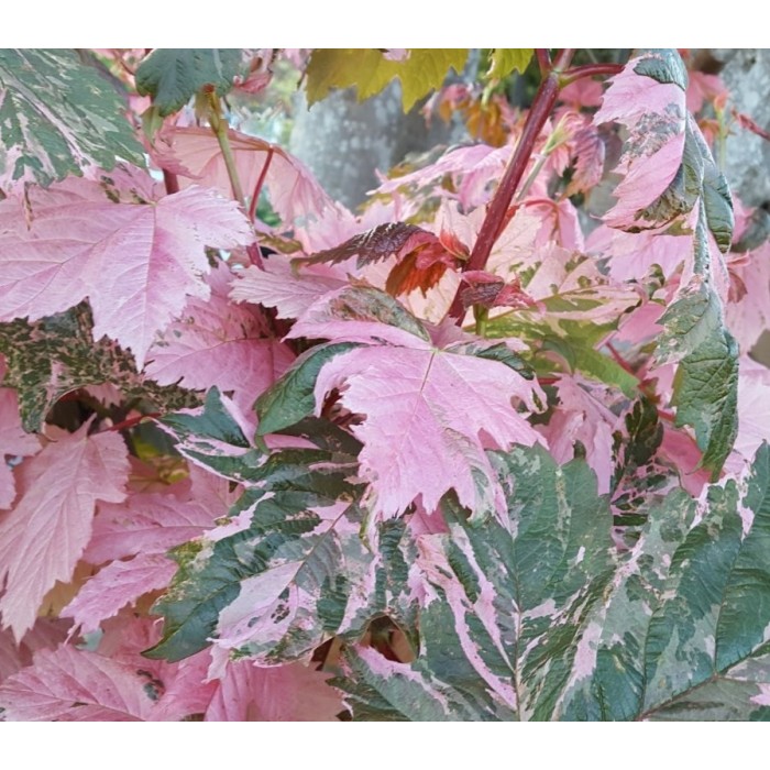 SPECIAL DEAL - Acer pseudoplatanus Simon-louis Freres - Variegated ...