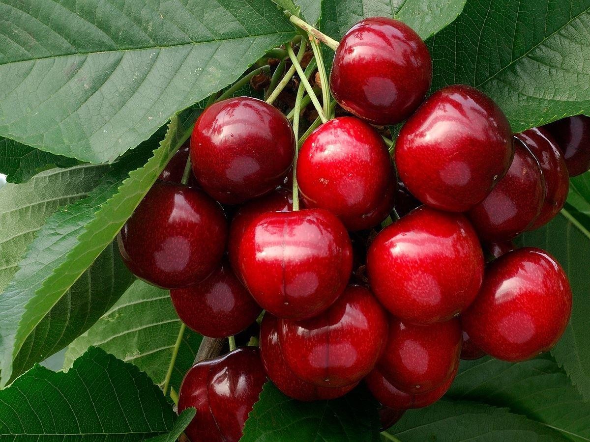 CHERRY TREE - Multi-Variety Fruit Tree - CHERRY - 5 varieties on one Tree!