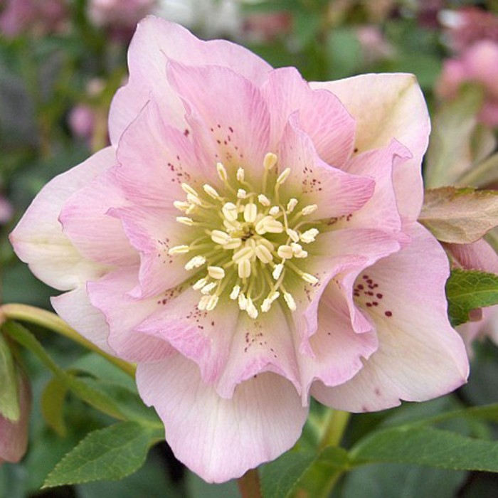 Connoisseur Helleborus Plants Collection - Pack of FOUR assorted Double ...