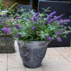 Buddleia Flutterby Free Petite Blue Heaven - Dwarf Buddleja Butterfly Bush