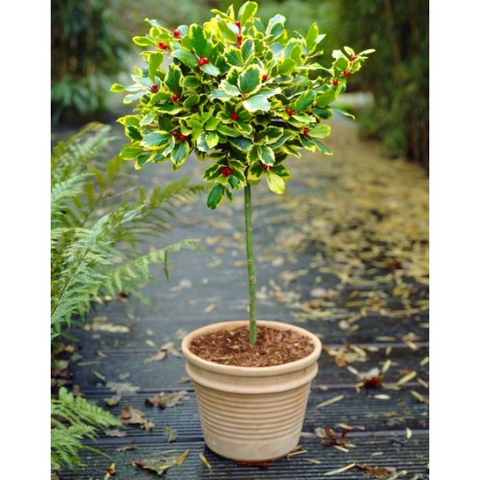 Pair of Gorgeous Golden King Variegated Holly Tree Standards - Perfect ...