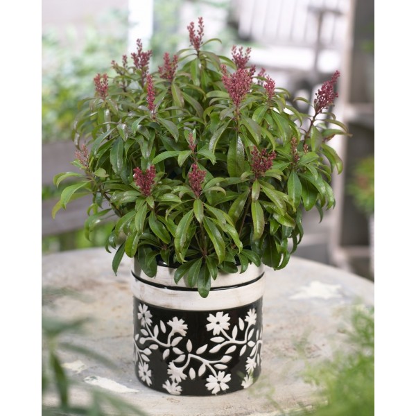 Pieris shrubs for sale | Buy Pieris plants online UK delivery