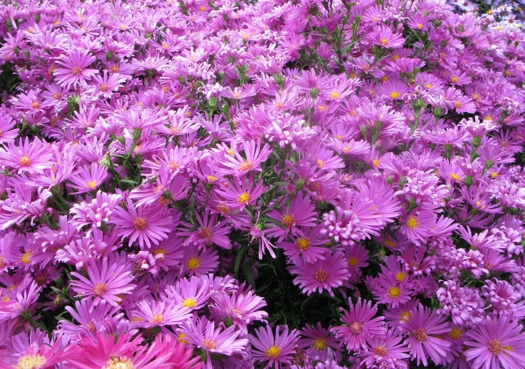 Aster dumosus Tonga - Michaelmas Daisy