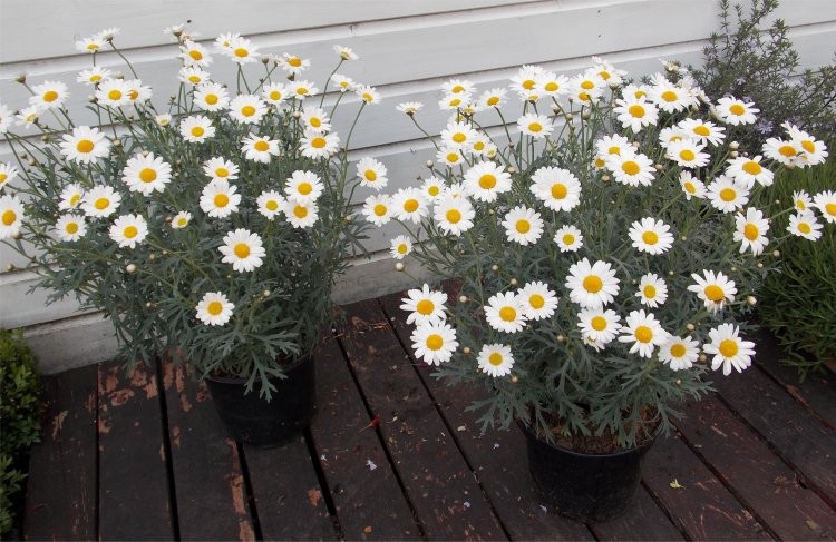 Giant Flowered Marguerite Daisy Bushes - Argyranthemum frutescens ...