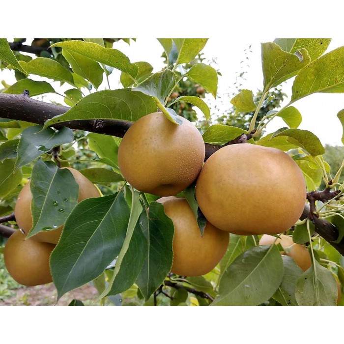 Shinko Asian Pear Tree - Pyrus pyrifolia Shinko