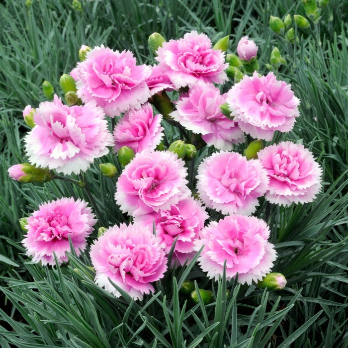 Dianthus Scent First Iced Gem