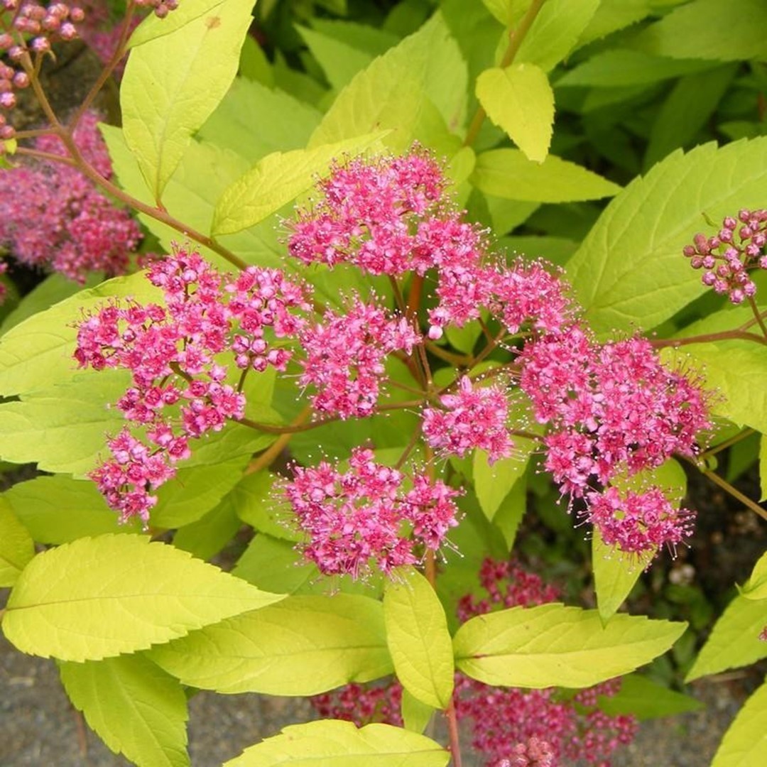 Spirea Golden Princess - Gold Foliage Spiraea