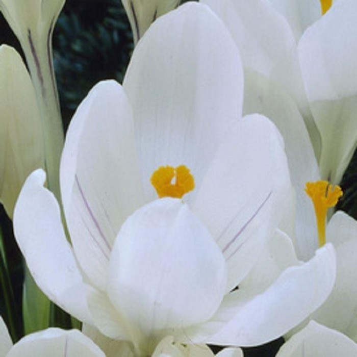 Crocus White