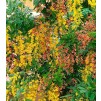 Adams Laburnum - Laburnocytisus adamii - Young Tree - 80-120cm tall
