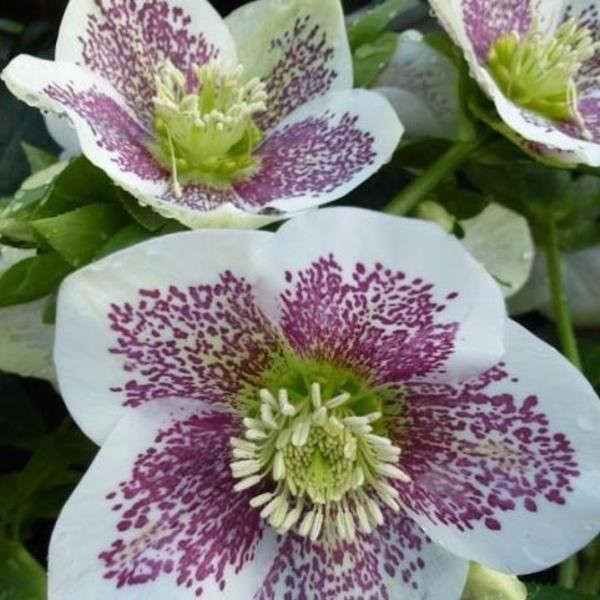 Helleborus orientalis Spotted White - Hellebore