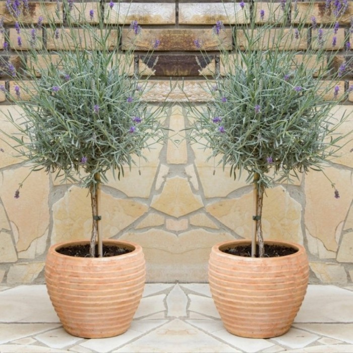 Pair of Beautiful English Lavender Trees - Lavandula angustifolia
