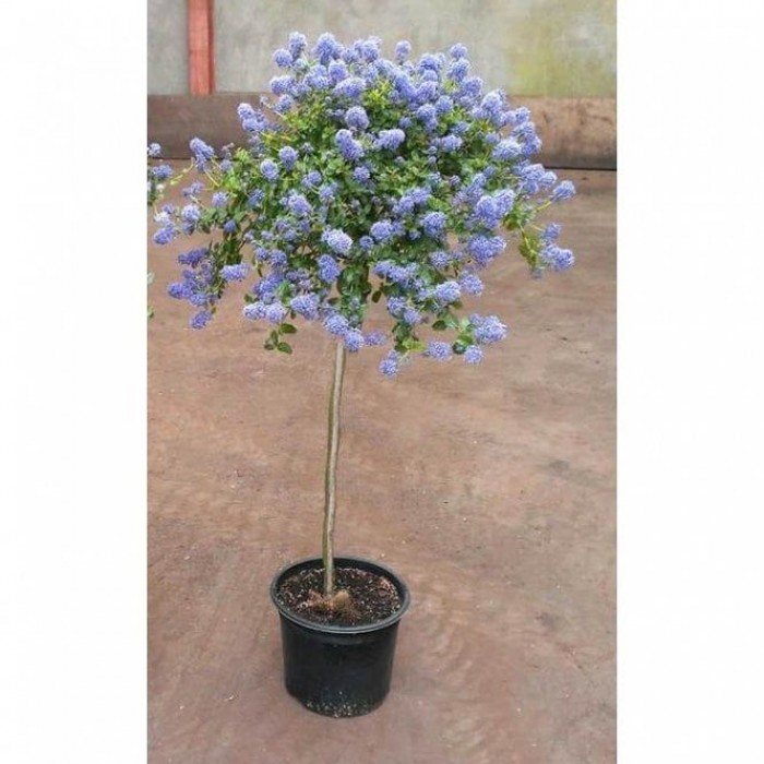 Evergreen California Lilac Tree - Patio Standard Ceanothus CONCHA Tree