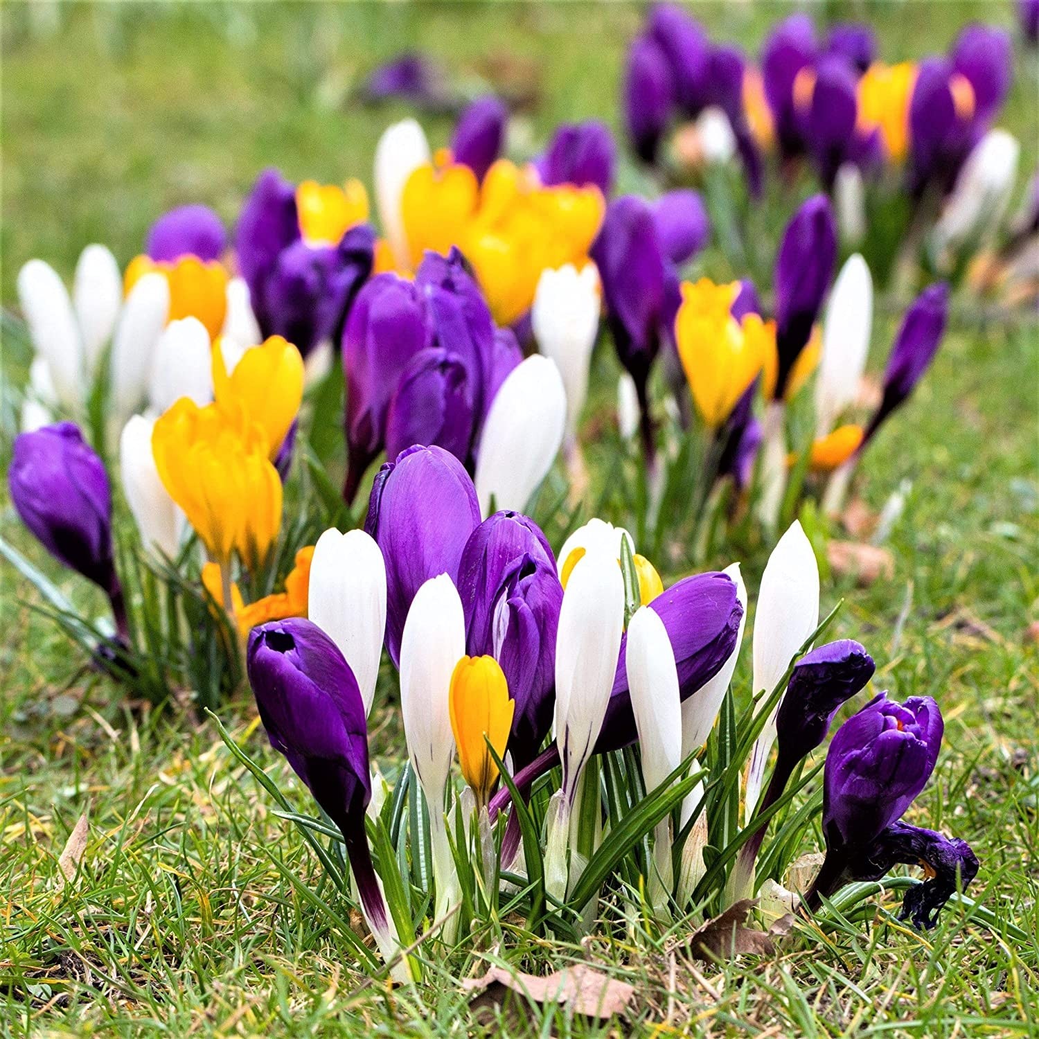 Crocus Large Flowered Mix