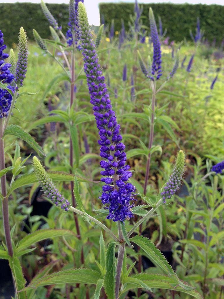 Veronica longifolia Oxford Blue