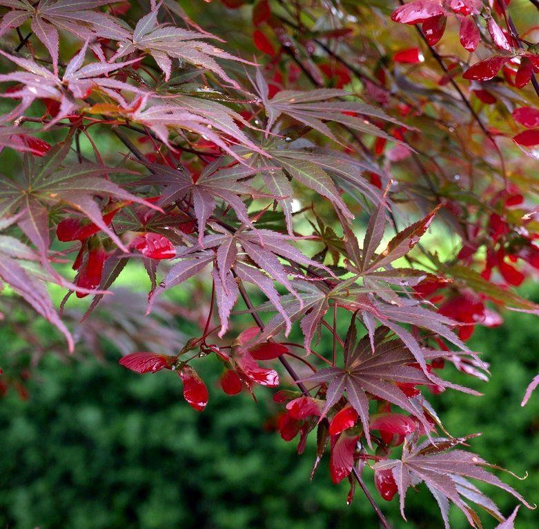 Acer palmatum Suminagashi - Japanese Maple