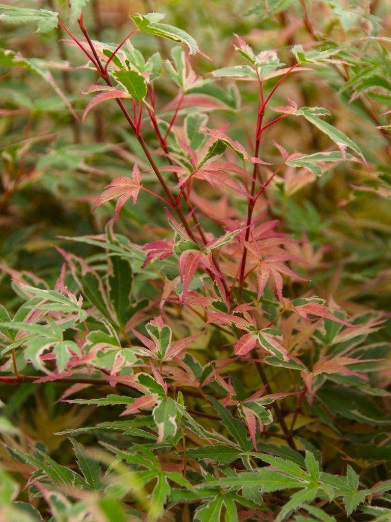 Large Acer Japanese Maple Tree - Acer palmatum Beni Shichi Henge 1.2-1.5m