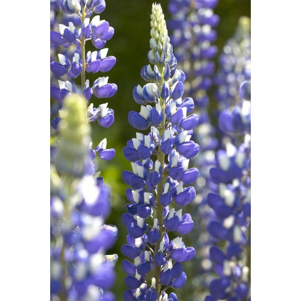 Lupin plants for sale | Buy Lupins online (Lupine)