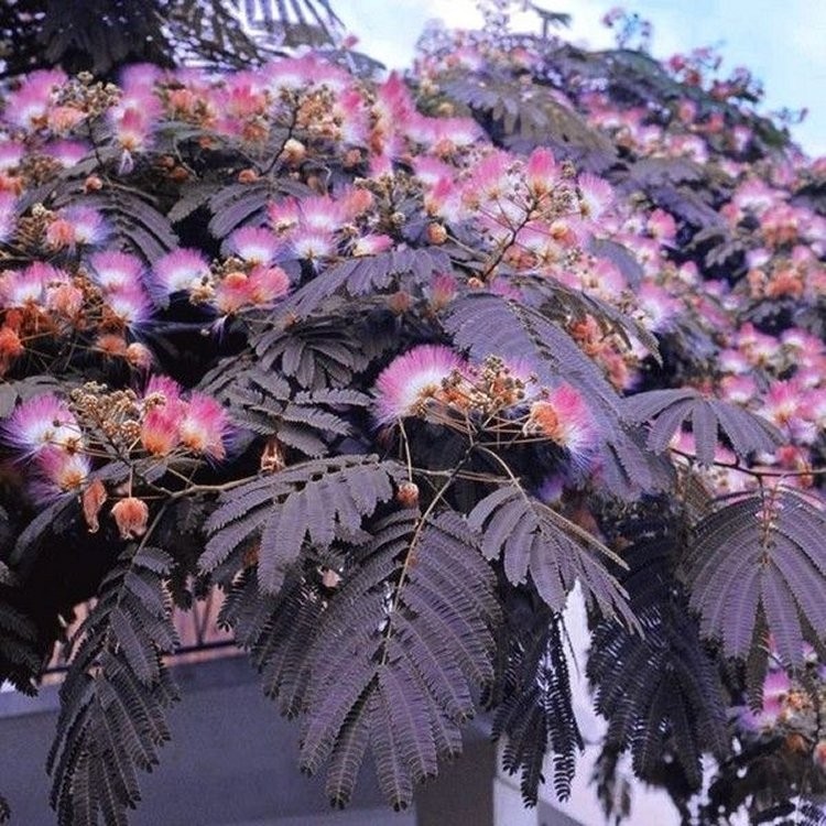 Albizia julibrissin Summer Chocolate - Purple Silk Tree
