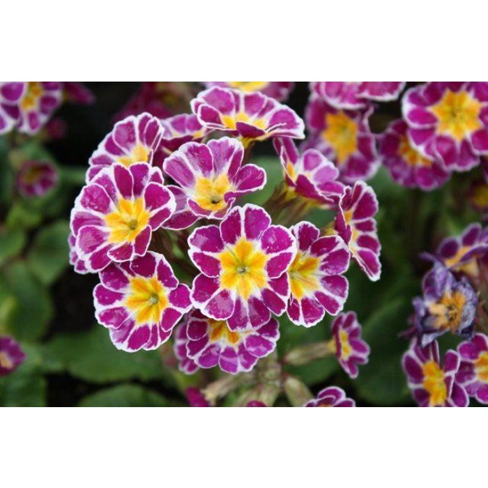 Primula Silver Laced Pink - Pack of THREE Plants