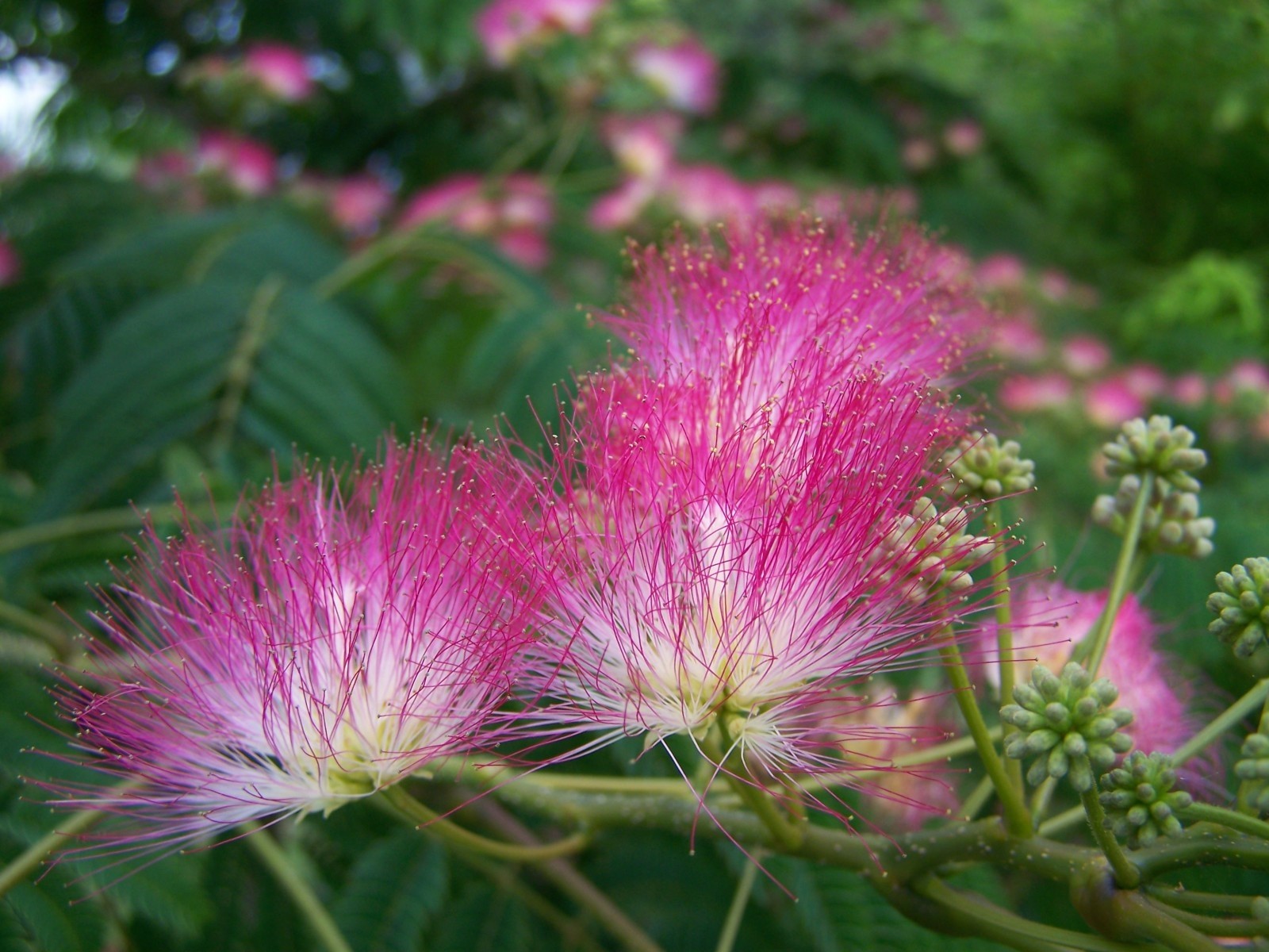 Albizia julibrissin Rosea - Silk Tree Albizzia Tree