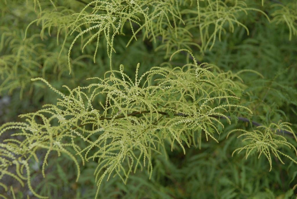 Aruncus dioicus 'Kneiffii' - Goat's Beard