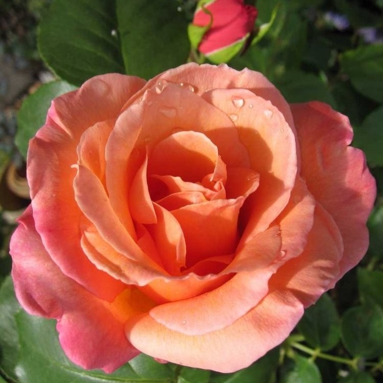 Climbing Rose - School Girl