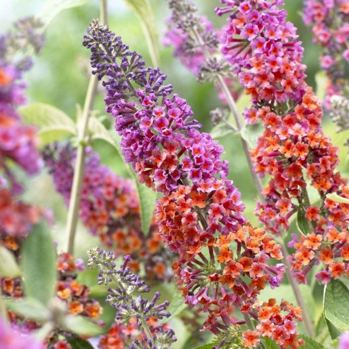 LARGE Buddleia Flower Power - Amazing Bicolour Flowered Butterfly Bush ...