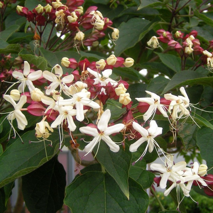 Clerodendrum trichotomum Purple Blaze - Harlequin Glory Bower