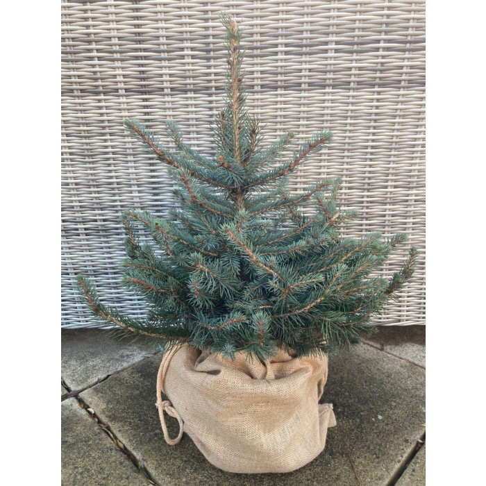Christmas Tree - Potted Baby Blue Spruce in Jute Wrapped Pot