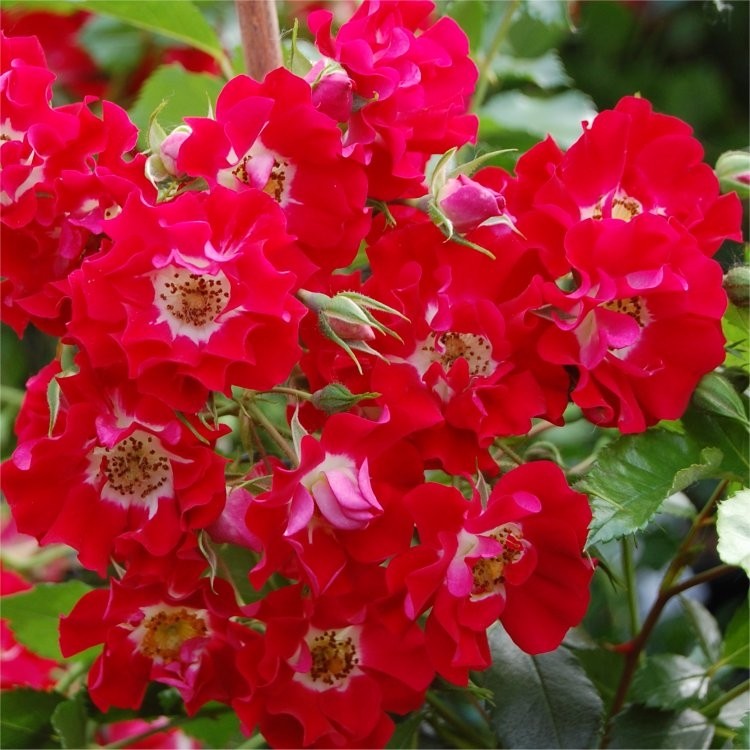Rose Rambling Rosie - Courtyard Climber