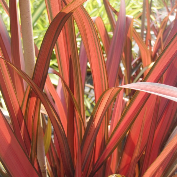 Buy Phormium plants online | Phormium shrubs for UK delivery