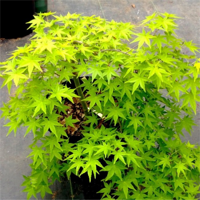 Acer palmatum Cascade Gold - Golden Foliage Weeping Waterfall Japanese ...