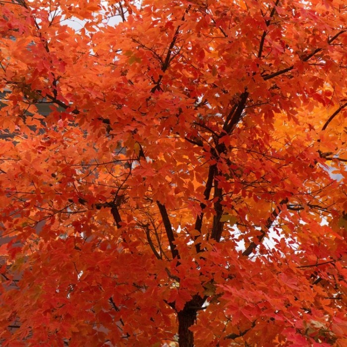 Acer griseum - Paperbark Maple