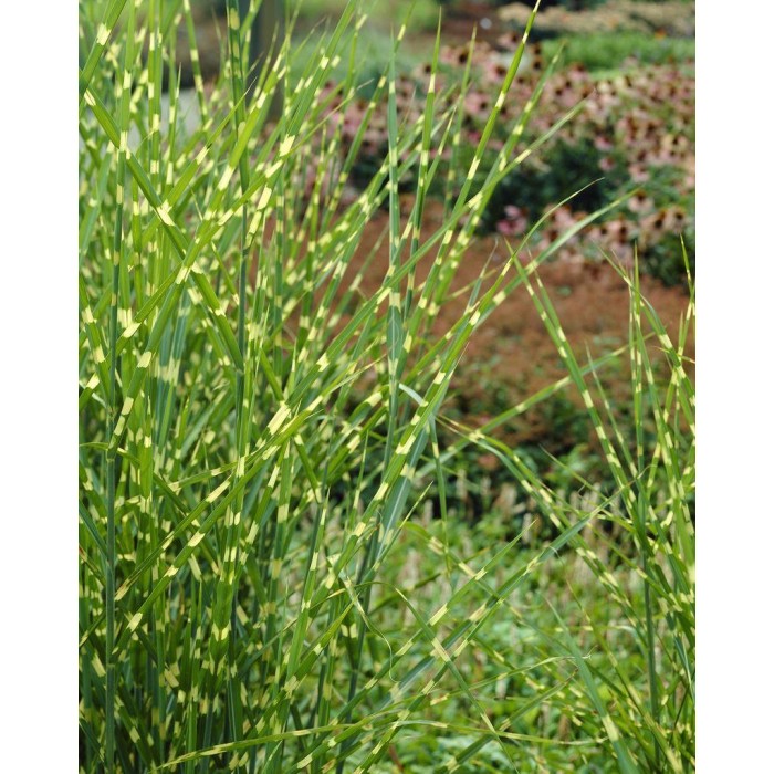 Miscanthus sinensis Zebrinus - Zebra Grass