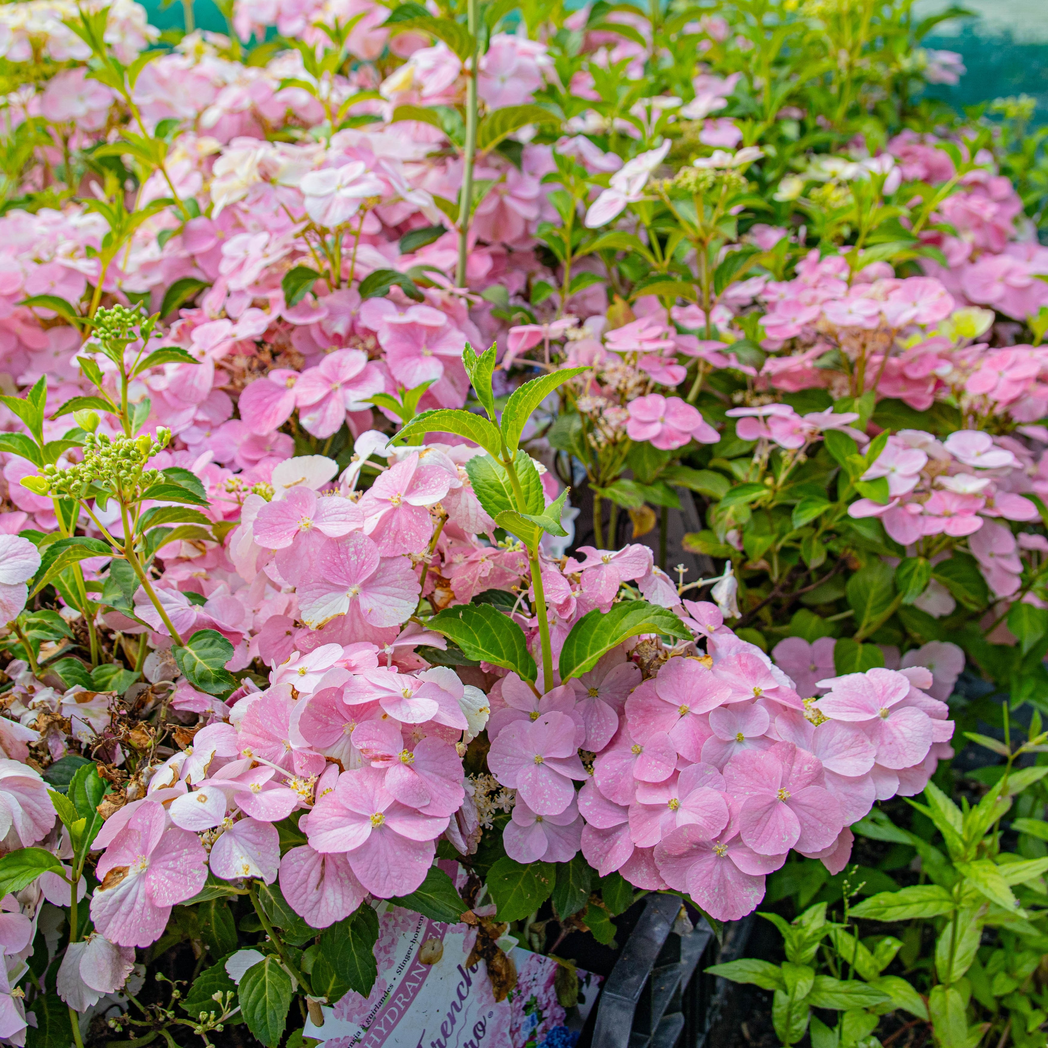 Hydrangea French Bolero Pink