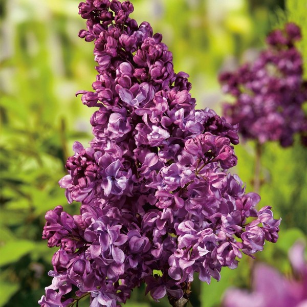 Lilac trees | Syringa | Buy Lilac shrubs online UK