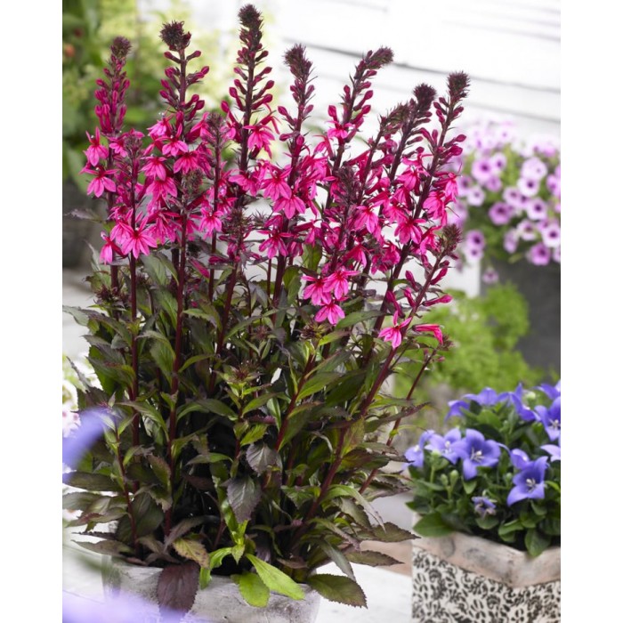Lobelia speciosa Starship Rose Princess