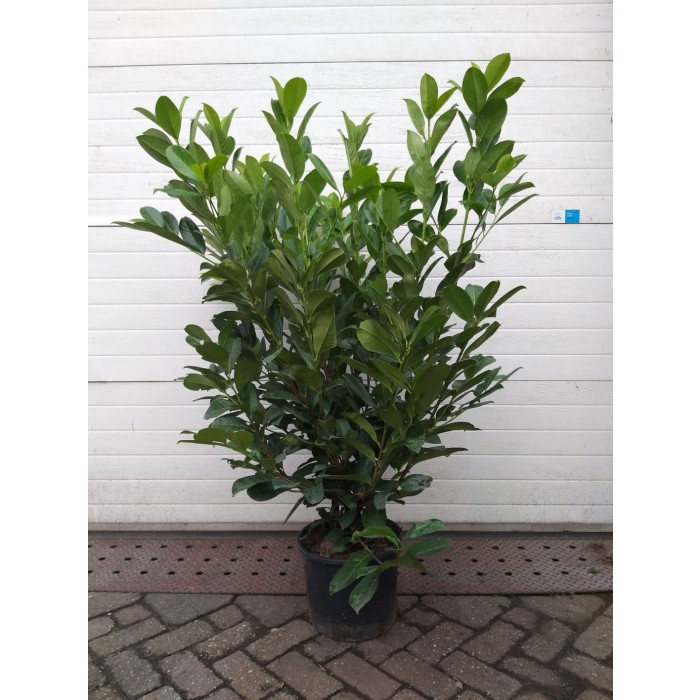 Laurel Hedging - 6-7ft tall - Pack of 10 Large Plants - Prunus ...